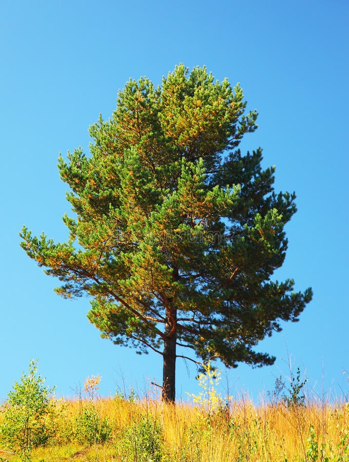 Windswept pine tree stock image. Image of nature, provincial - 6300281