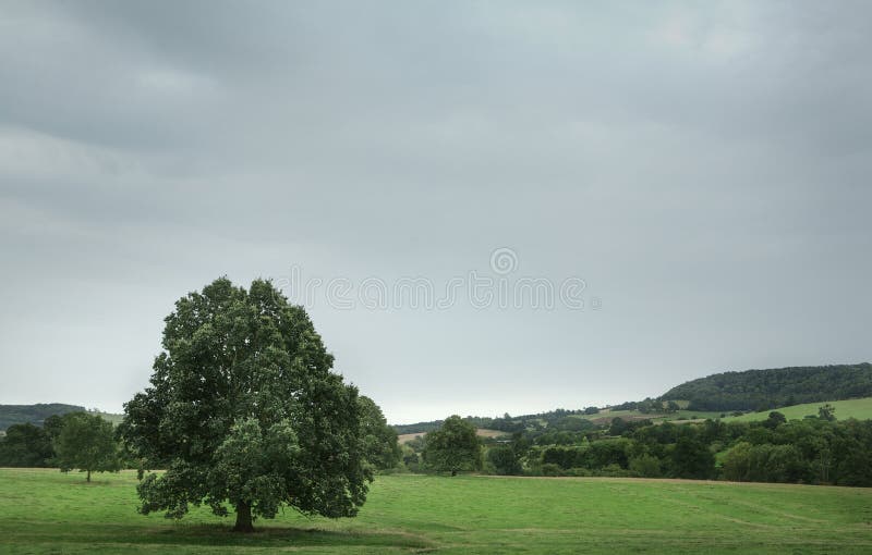 Single tree in a field stock photo. Image of leaf, agriculture - 36790876