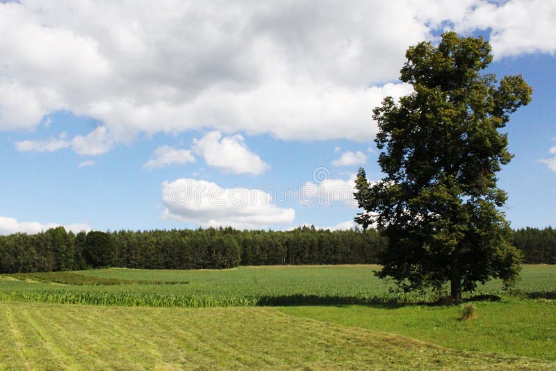 Single tree on field stock image. Image of space, beautiful - 37688711