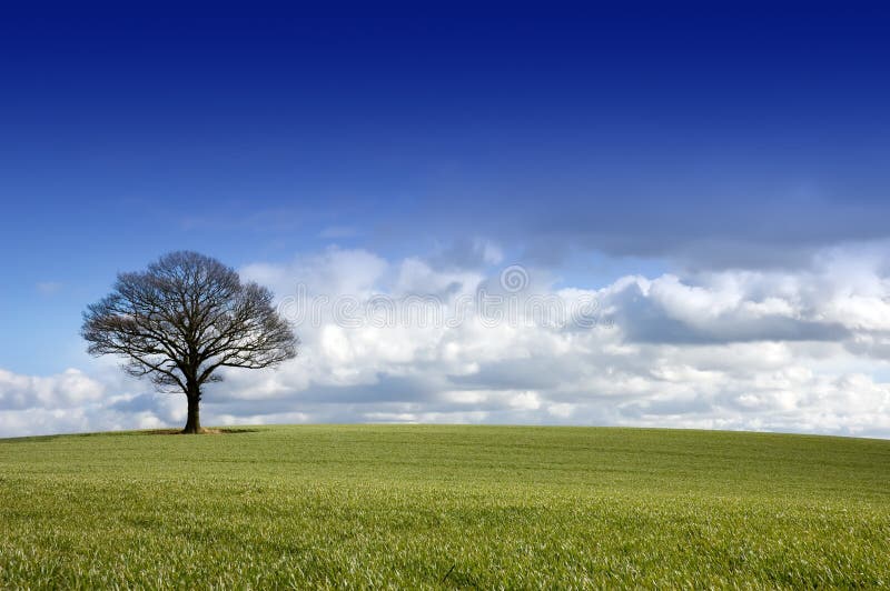 Single tree in a field stock photo. Image of clouds, solitude - 4528994
