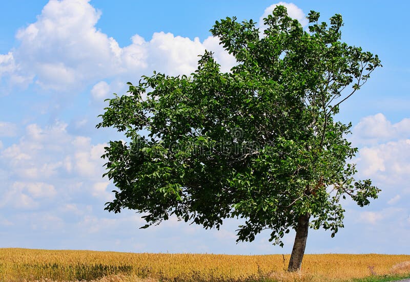 Single tree in the field stock photo. Image of beauty - 8386072