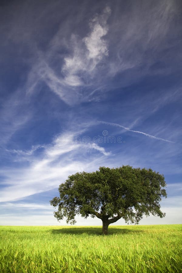 Single tree in the field stock image. Image of farm, beautiful - 8418813