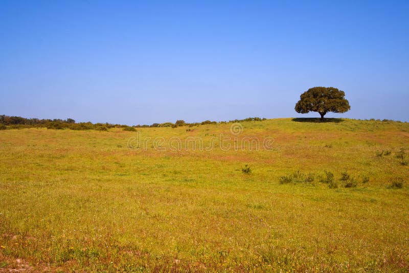 Single tree in the field stock image. Image of color, landscape - 8419189