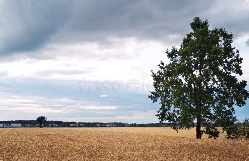 Single tree in the field. stock photo. Image of country - 153352630