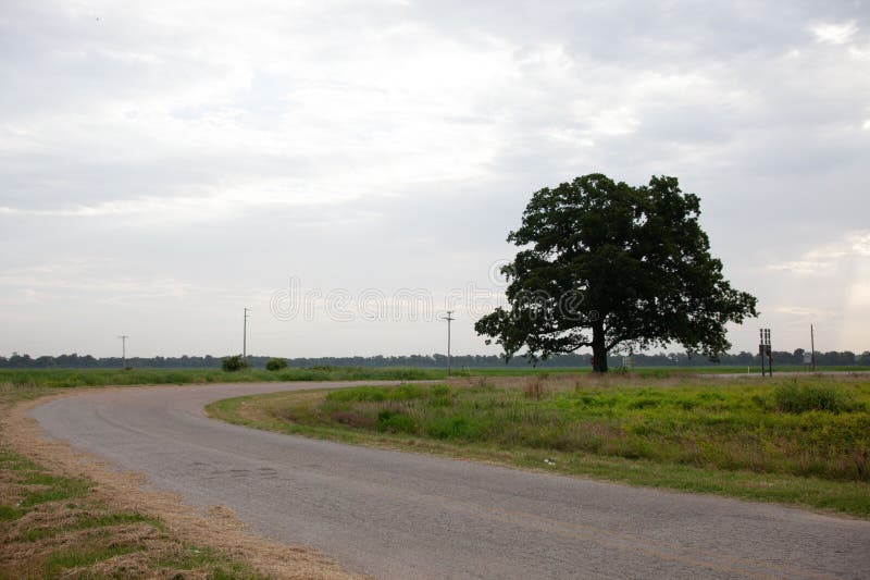 Single Tree in a Field by an Asphalt Road Stock Photo - Image of metal ...