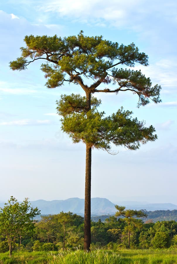 Single Tree on the Field, Beautiful Natural Summer Landscape, Pi Stock ...