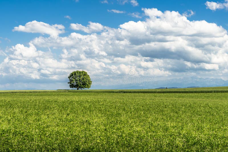 Single Tree on Field, Canton Thurgau, Switzerland Stock Image - Image ...