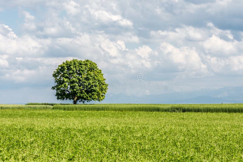 Single Tree on Field, Canton Thurgau, Switzerland Stock Image - Image ...