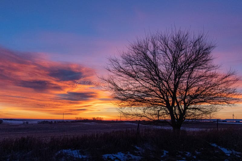 Single Tree in the Field on Colorful Sunset Sky Background Stock Image ...