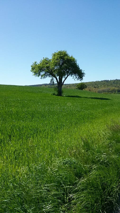 Single tree on a field stock photo. Image of flowers - 78611720