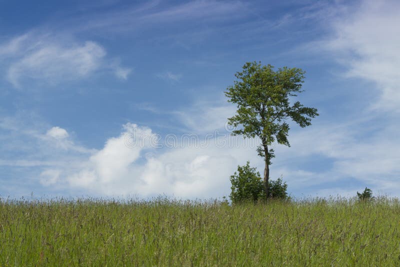 Single Tree in a Field stock photo. Image of expanse - 39569158