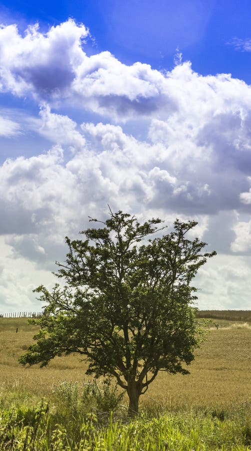 Single tree in field stock photo. Image of field, clouds - 72870810