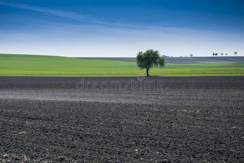 Single tree in the field stock photo. Image of meadow - 125917318