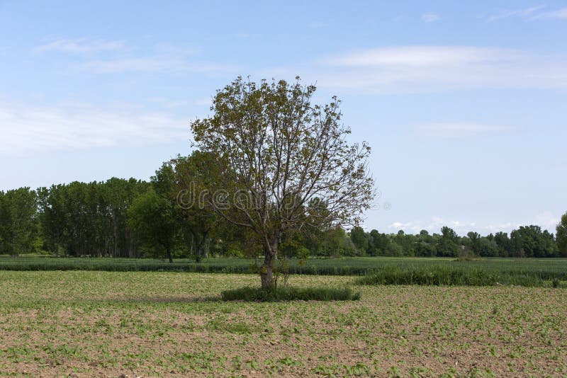 Single Tree in the Field in the Middle of the Cultivated Field Stock ...