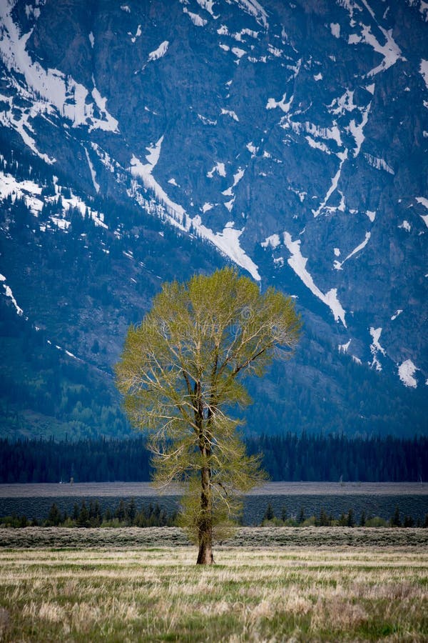 Single Tree in a Field Near the Snowy Mountains Stock Photo - Image of ...