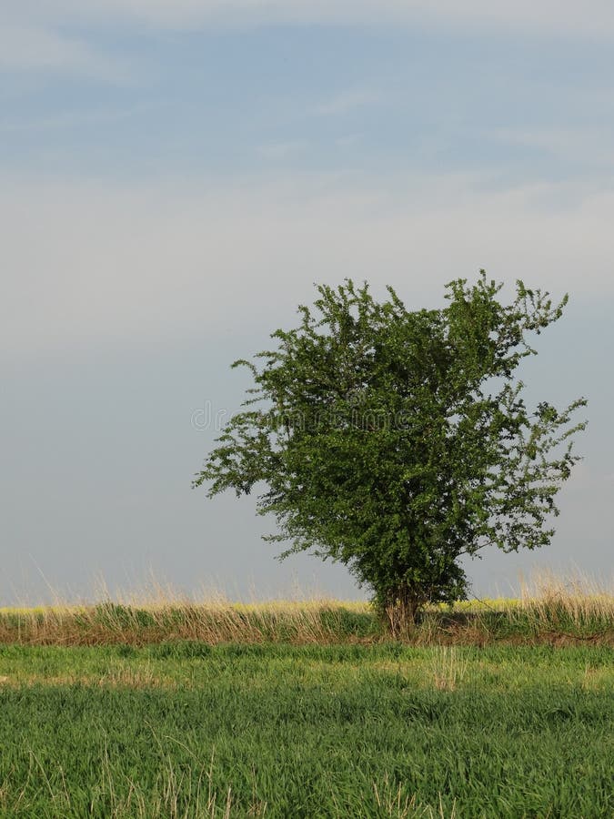 Single tree in the field. stock photo. Image of poland - 118579292