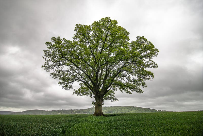 Single tree in field stock photo. Image of lonely, alone - 133142210