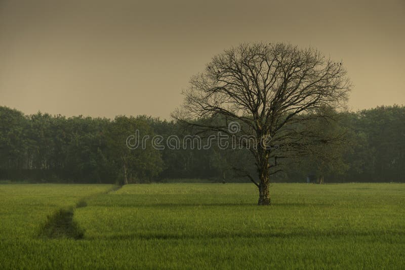 Single tree in the field stock image. Image of gold - 147371281