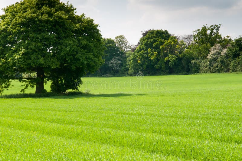 Single Tree in a Field in the Summer Sunshine Stock Image - Image of ...
