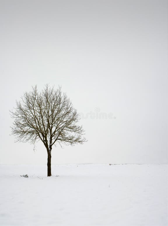 Single Tree in Field during Winter Stock Image - Image of snowing ...