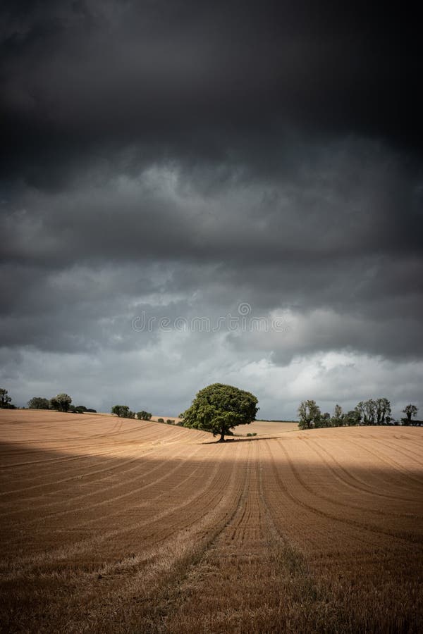 Single Tree In A Field During A Storm