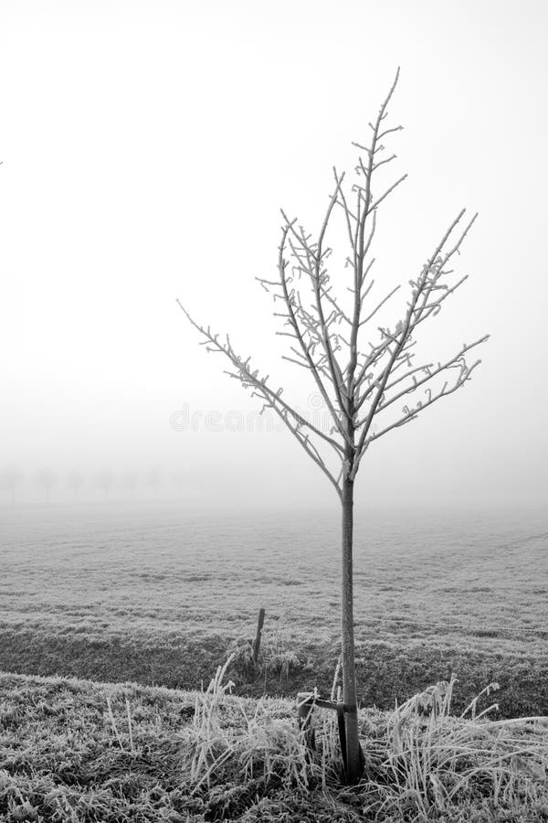 Trees in the fog. stock photo. Image of sunlight, tree, foggy - 67038