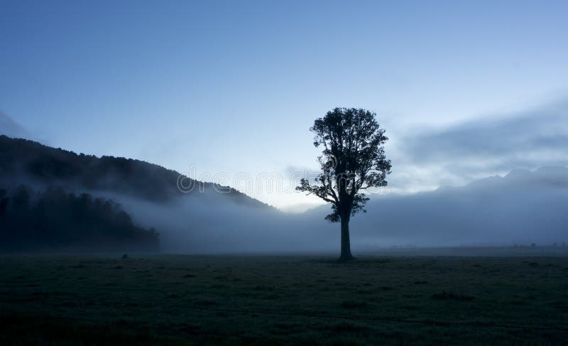 Single tree in the fog stock photo. Image of mountain - 22309268