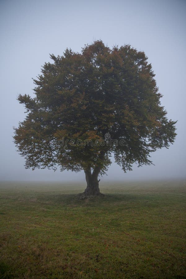 Single tree stock image. Image of light, green, afternnon - 64600667