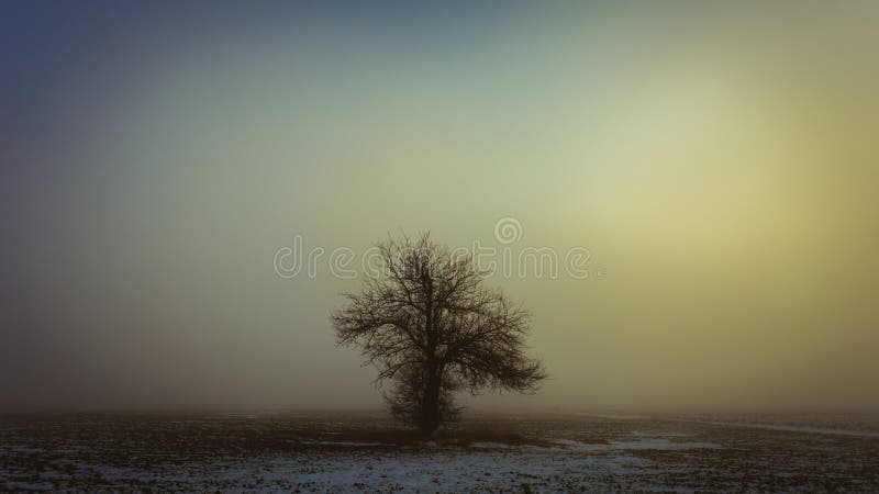 Single tree in the fog stock image. Image of abstract - 49504685