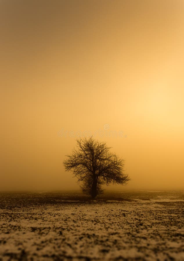 Single tree in the fog stock image. Image of black, blue - 49504877