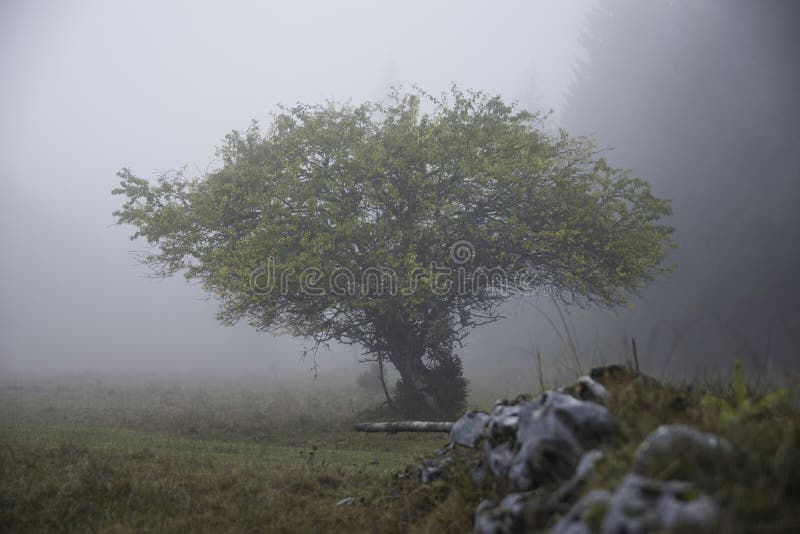 Single Tree in the Fog. Dramatic Scene Stock Image - Image of foggy ...