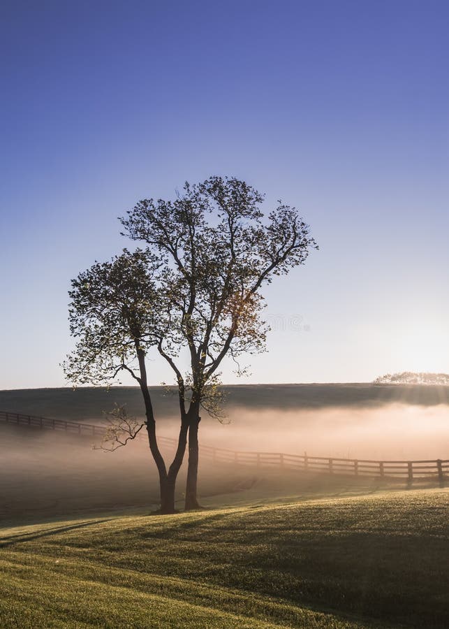 Single Tree in the Fog of Kentucky Stock Photo - Image of kentucky ...