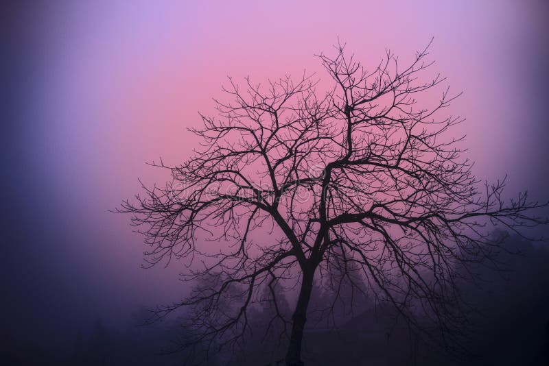 Single tree in the fog. stock photo. Image of natural - 49073252