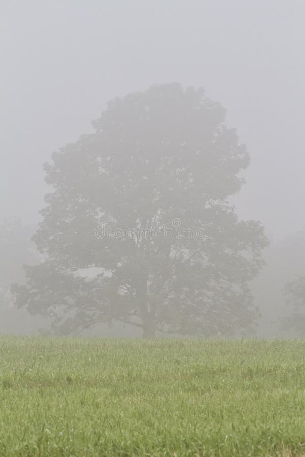 Single Tree on Foggy Morning Stock Photo - Image of beautiful, quiet ...
