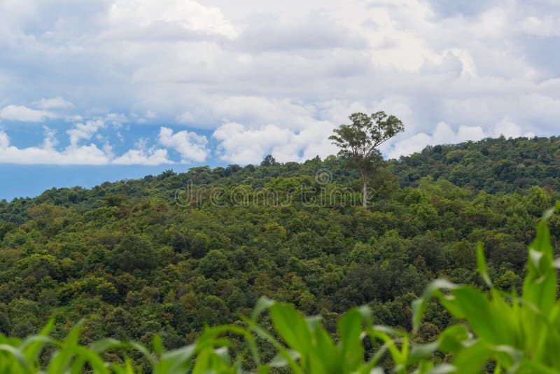 Single tree in the forest stock photo. Image of landscape - 75958068