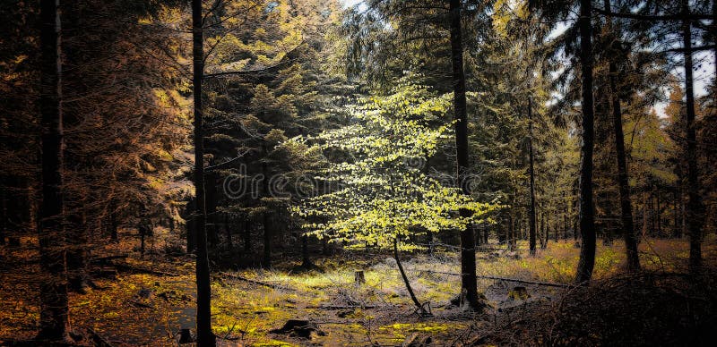 Single Tree in a Forest in Spring Stock Photo - Image of flower, spring ...