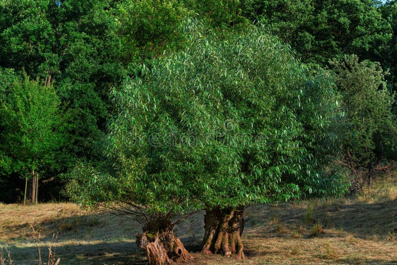 Single Tree in Front of the Forest. Stock Photo - Image of foliage ...