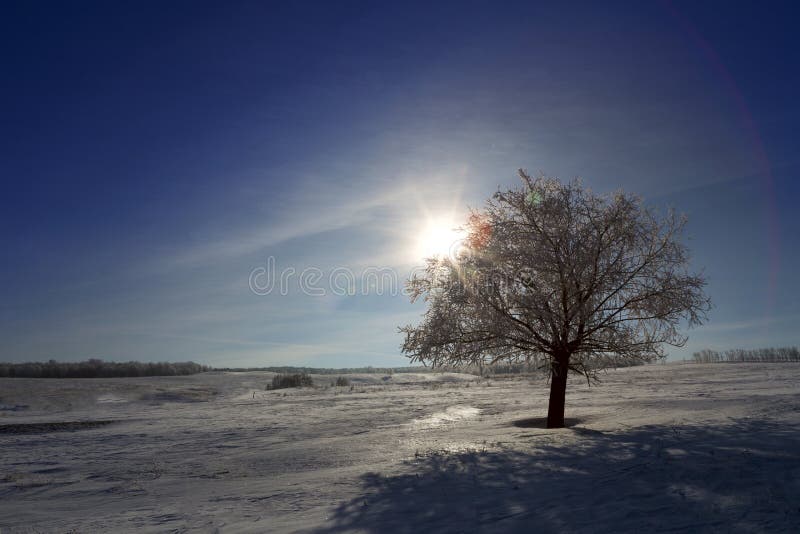 Single tree in frost stock image. Image of rural, freeze - 61685917
