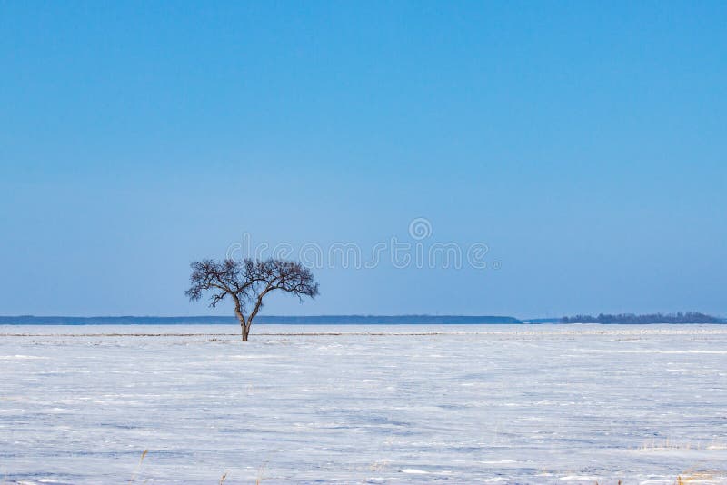 Single Tree in Frozen Prairie Stock Image - Image of isolated, field ...