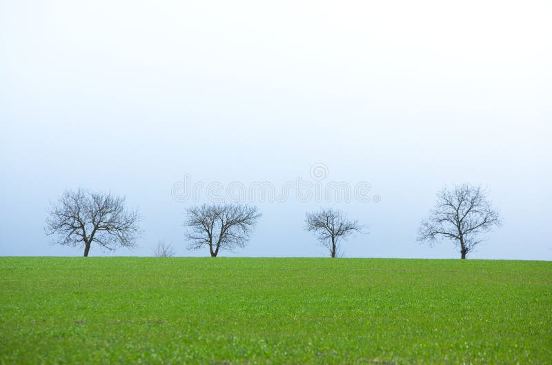 Single Tree and Grass Field with Dark Clouds and Blue Sky Stock Image ...