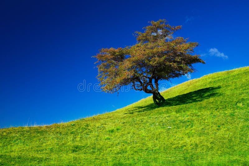 Single Tree on a Grassfield Stock Photo - Image of horizon, park: 21510424