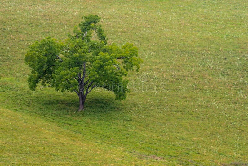 Single Tree in Grassy Field Stock Photo - Image of countryside, weeds ...