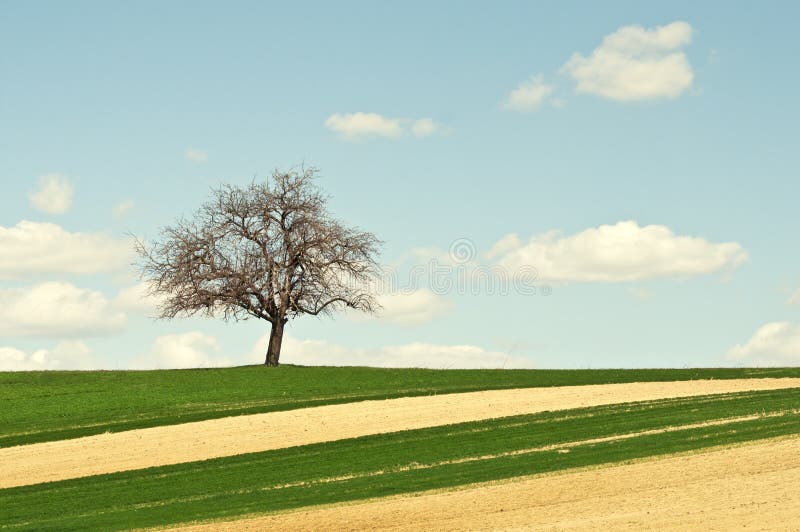 Single tree on green field stock image. Image of leafy - 19339407