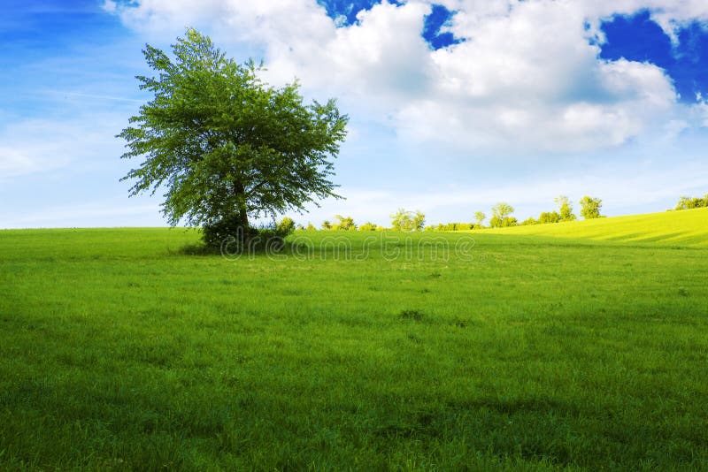 Single Tree and Green Field. Stock Image - Image of field, cloudscape ...