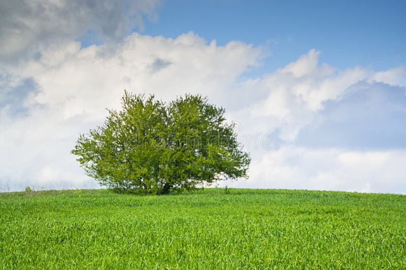 Single Tree on a Green Grass Meadow with Mountain, Lake, Blue Sky and ...