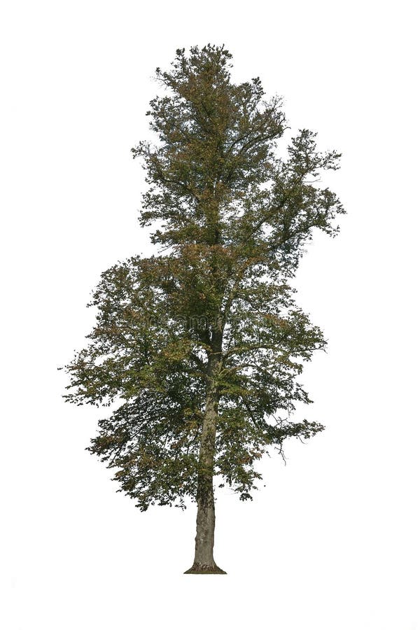 Isolated pine tree stock photo. Image of closeup, isolated - 19162338