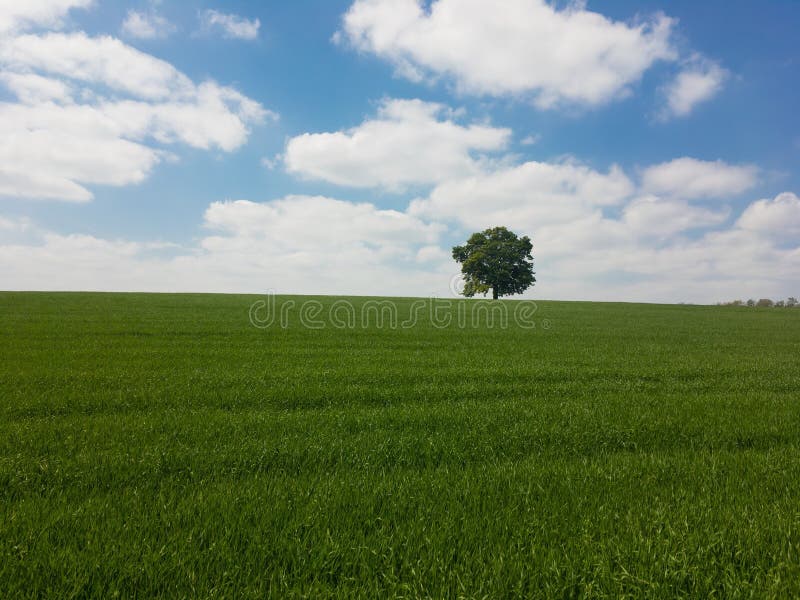 Single Tree on Green Meadow with Clouds on Blue Sky Stock Image - Image ...