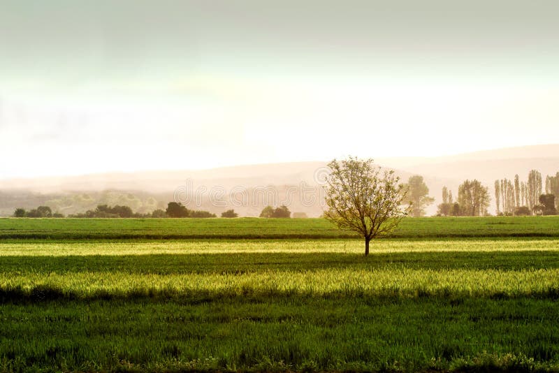 Single Tree between Green Wheat Field. Stock Photo - Image of road ...