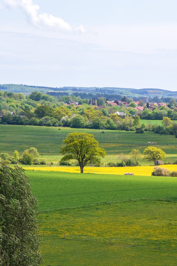 Single Tree in Green and Yellow Farm Fields Stock Photo - Image of ayen ...