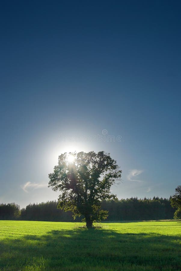 Single Tree, Greenfield and Forest Stock Image - Image of agriculture ...